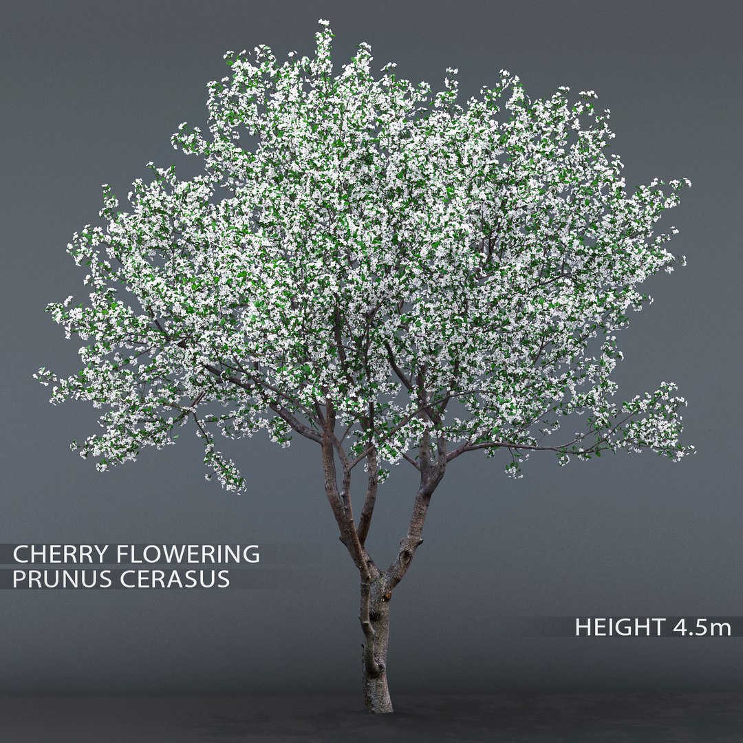 3D Garden Tree Cherry Flowering - TurboSquid 1346764