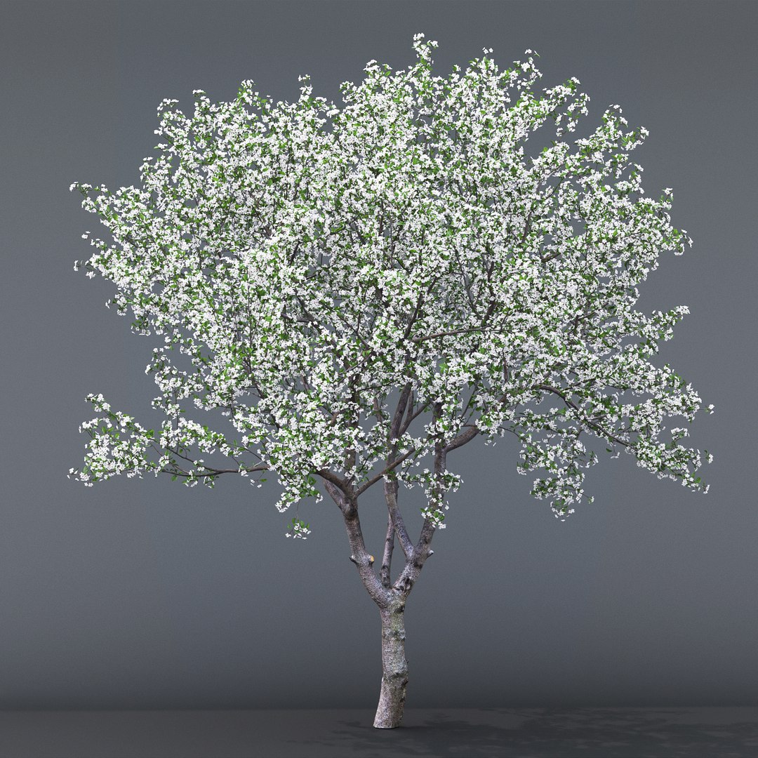 3D Garden Tree Cherry Flowering - TurboSquid 1346764
