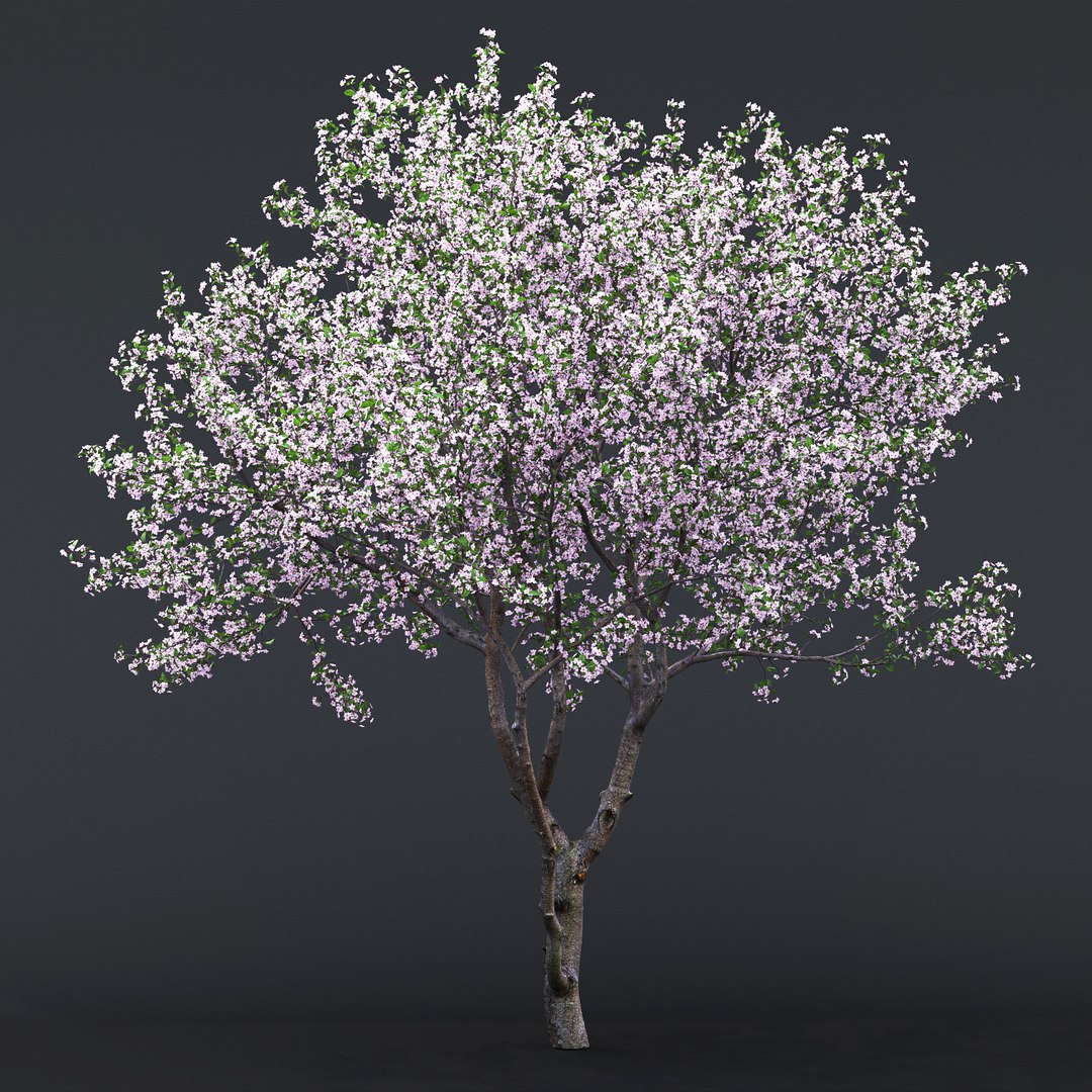 3D Garden Tree Cherry Flowering - TurboSquid 1346764