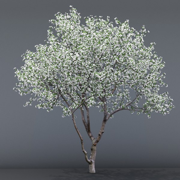 3D garden tree cherry flowering - TurboSquid 1346764