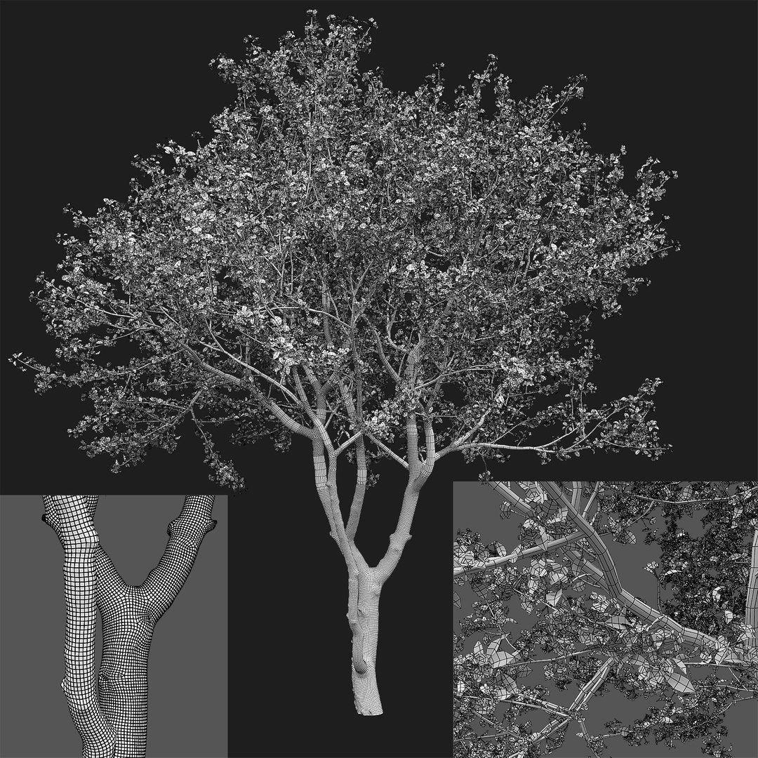 3D Garden Tree Cherry Flowering - TurboSquid 1346764