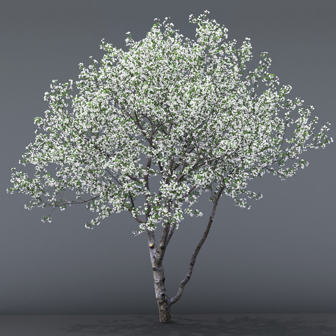 3D Garden Tree Cherry Flowering - TurboSquid 1346764