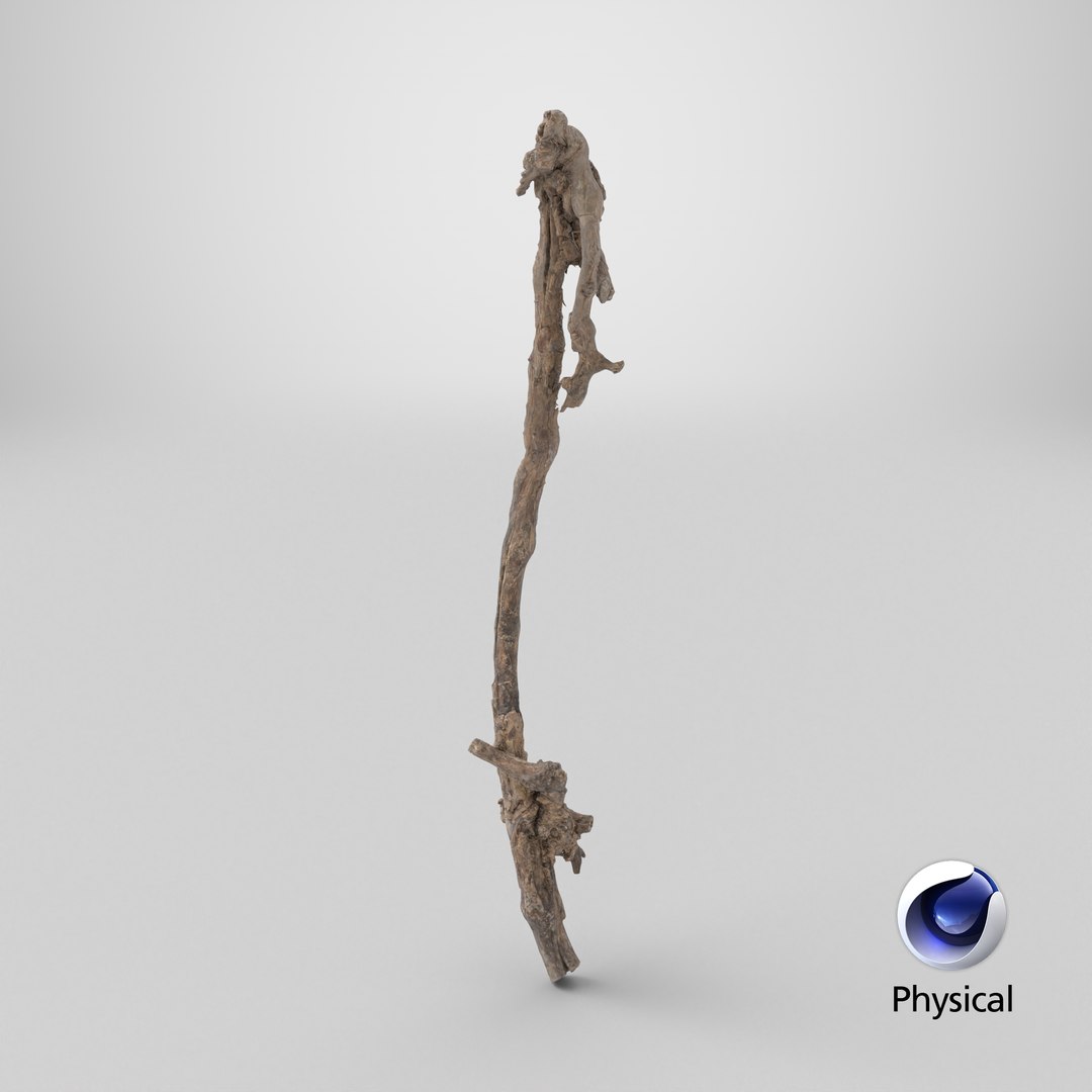 3D Grapevine Bark 3D Scanned 01 StemCell Model - TurboSquid 2282648