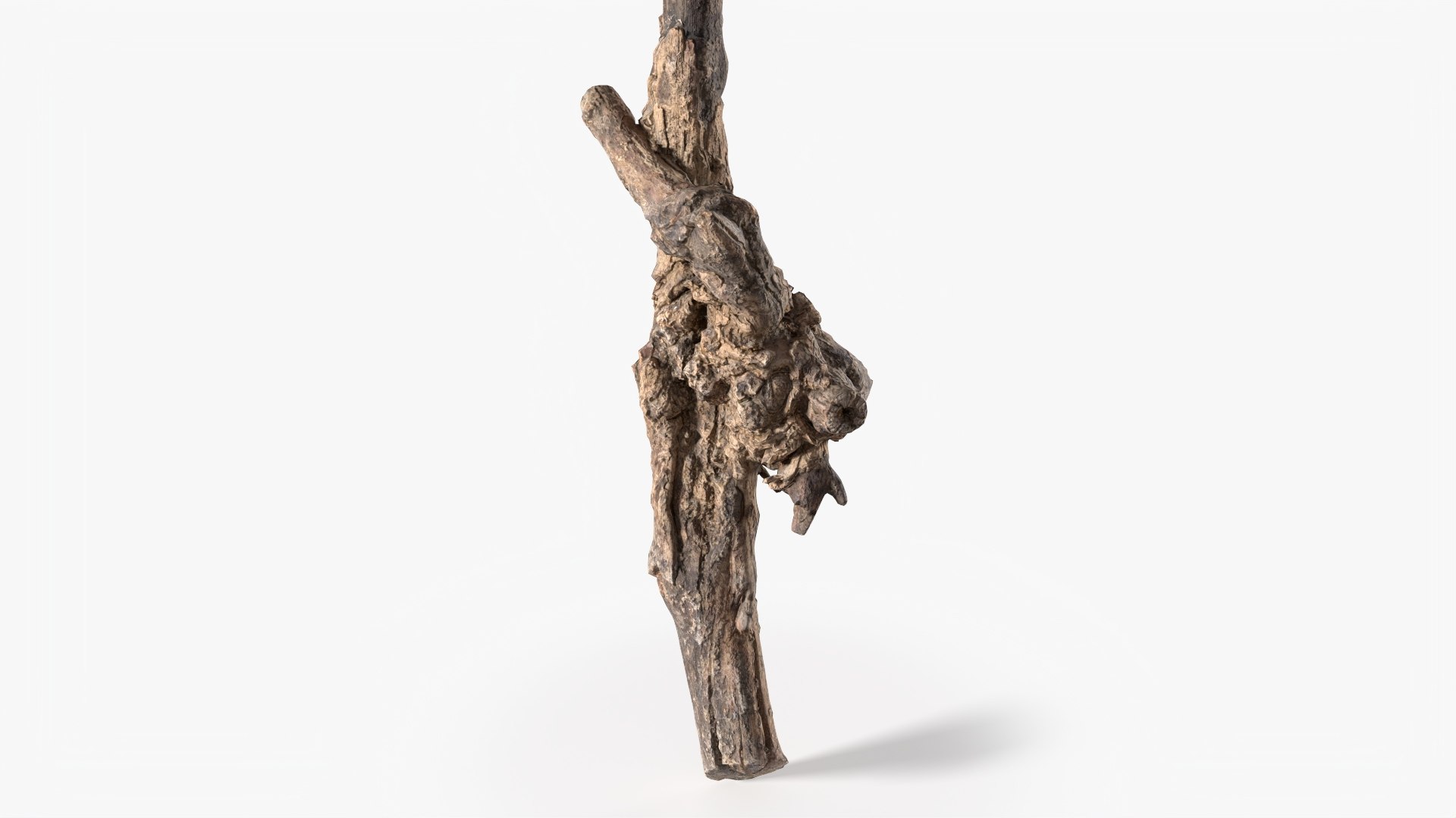 3D Grapevine Bark 3D Scanned 01 StemCell Model - TurboSquid 2282648