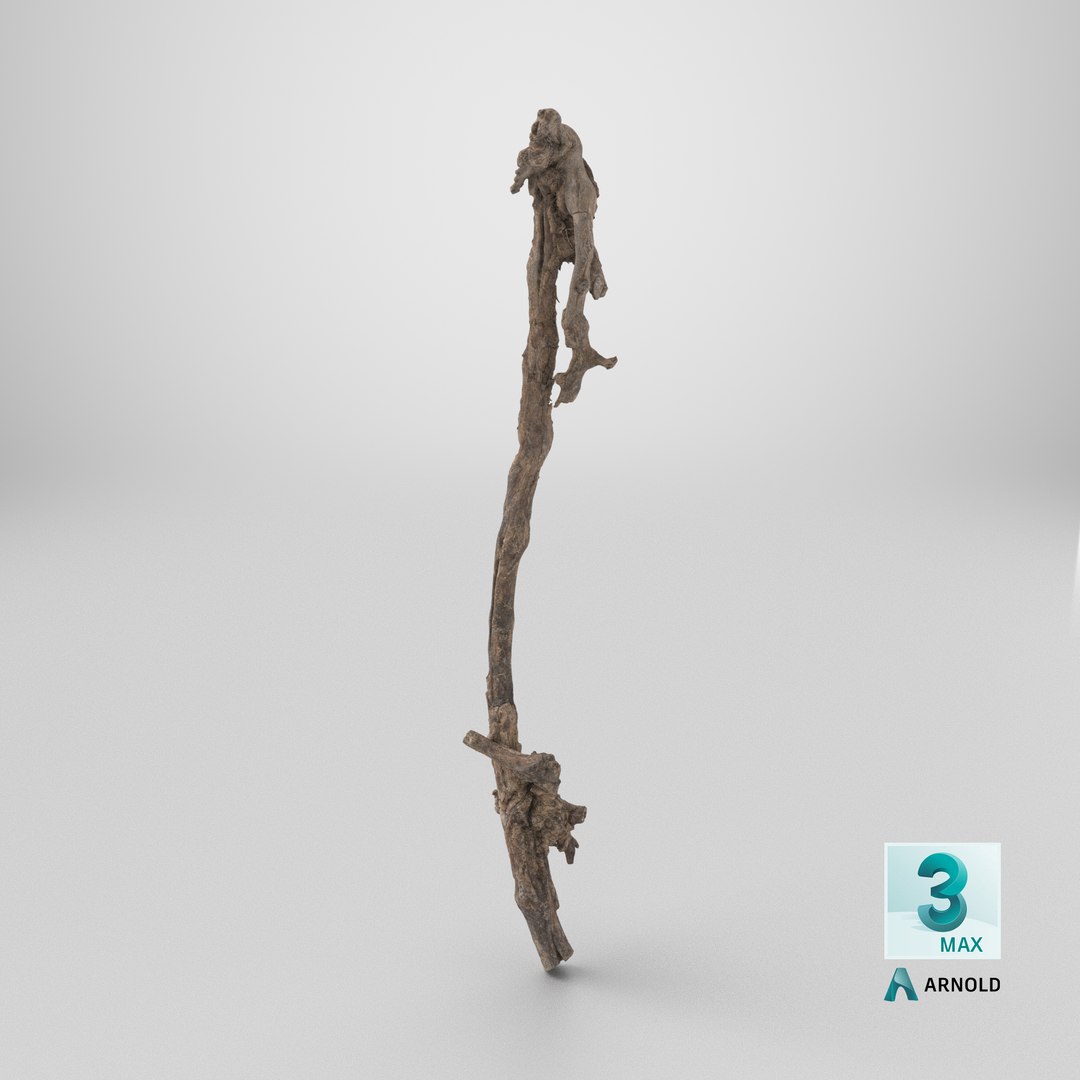 3D Grapevine Bark 3D Scanned 01 StemCell Model - TurboSquid 2282648