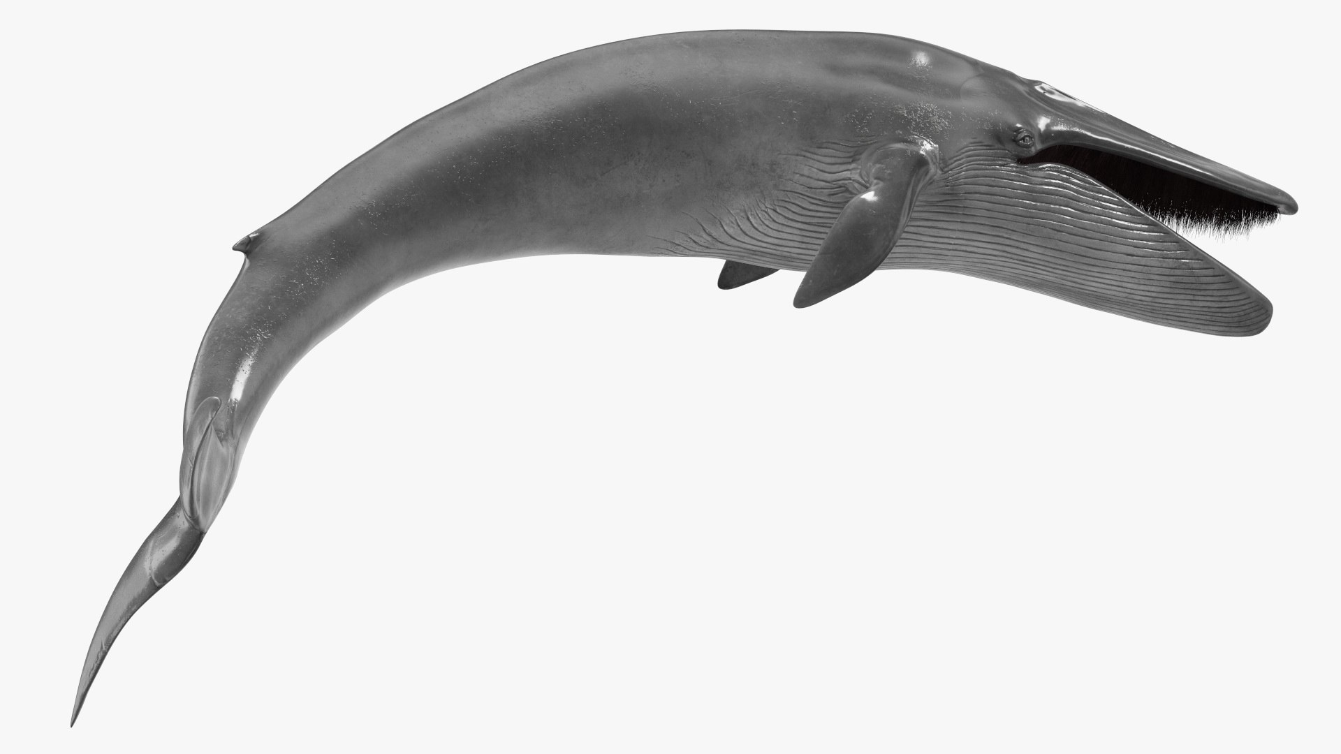 3D Sea Mammal Blue Whale Resting Pose Fur - TurboSquid 2061496