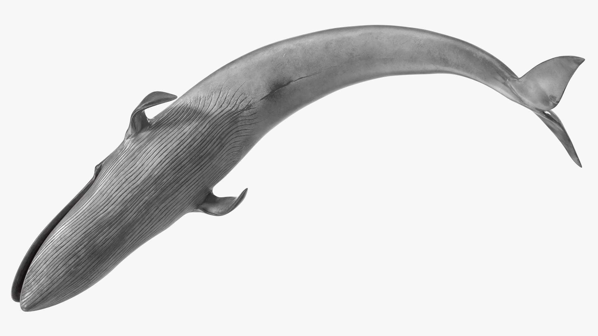 3D Sea Mammal Blue Whale Resting Pose Fur - TurboSquid 2061496