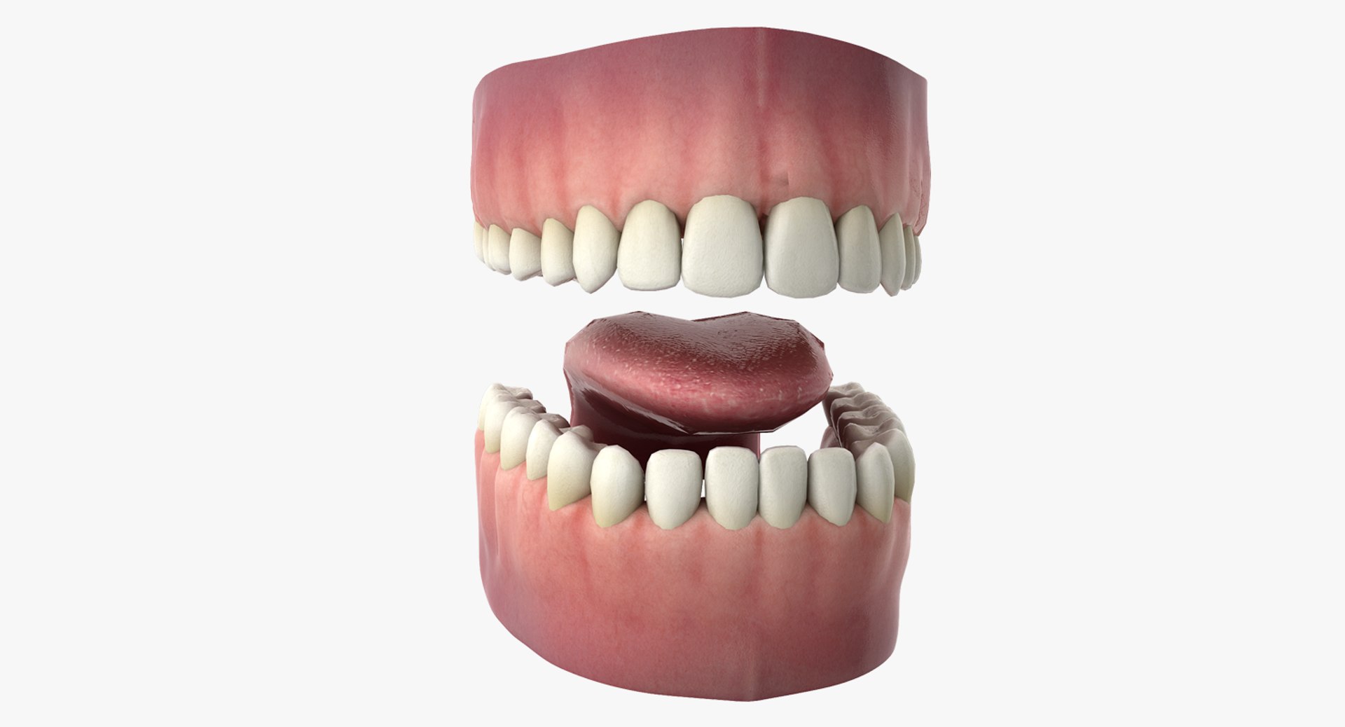 3D Rigged Human Mouth Teeth Model - TurboSquid 1344993