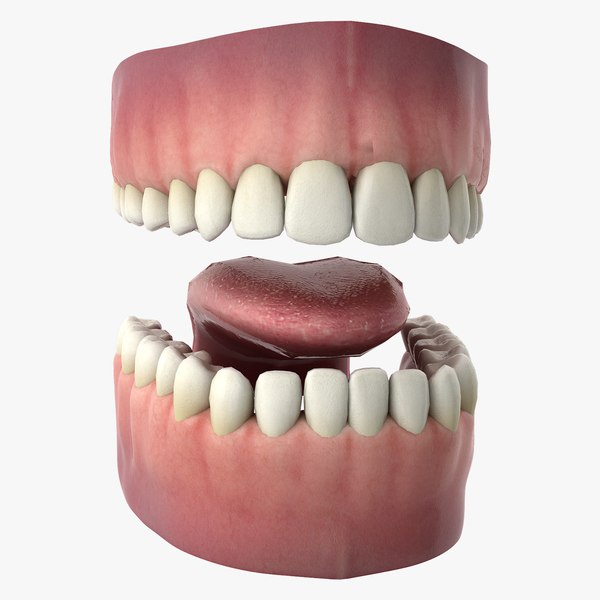 Gums 3D Models for Download | TurboSquid