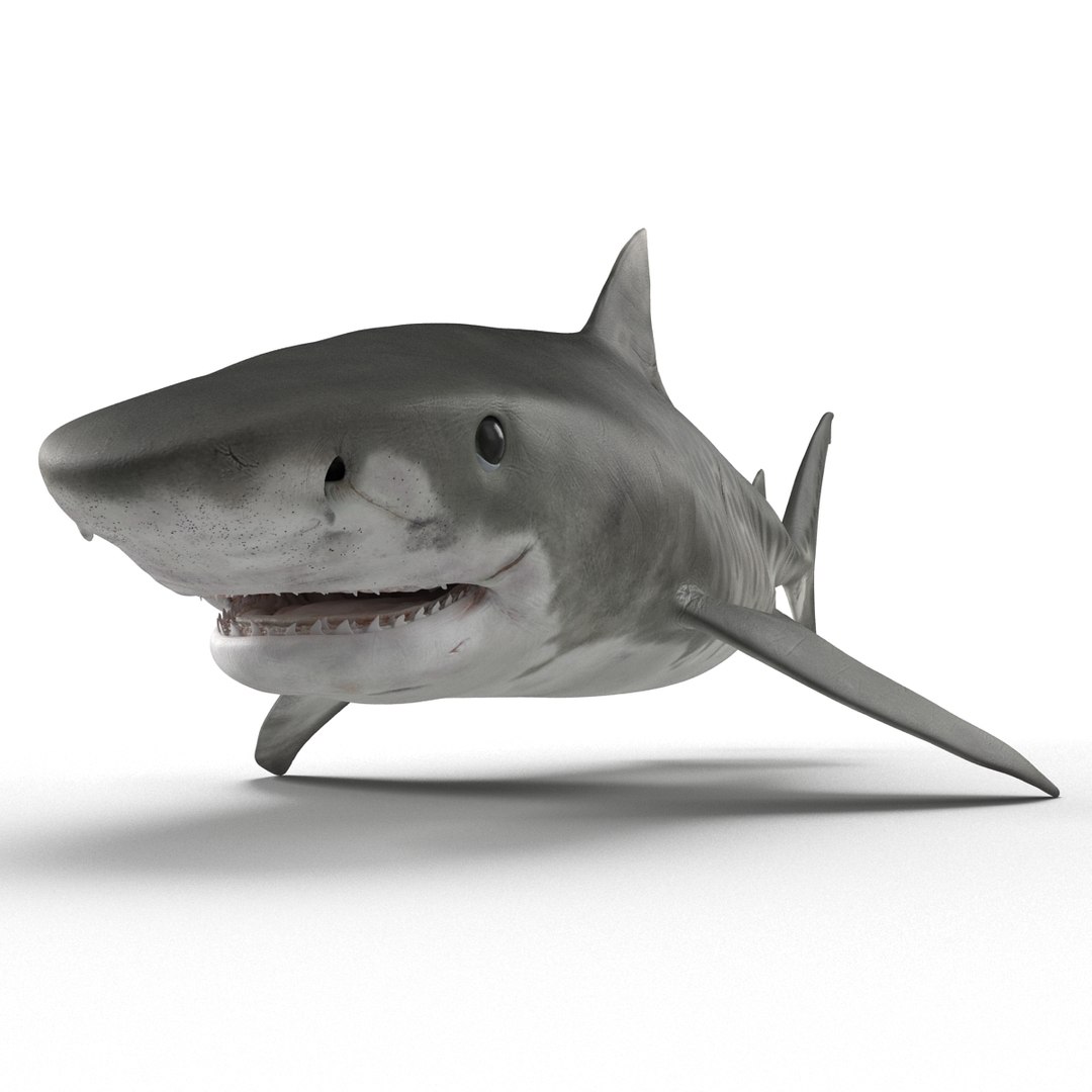 Tiger Shark Rigged Modo 3D Model - TurboSquid 1545526