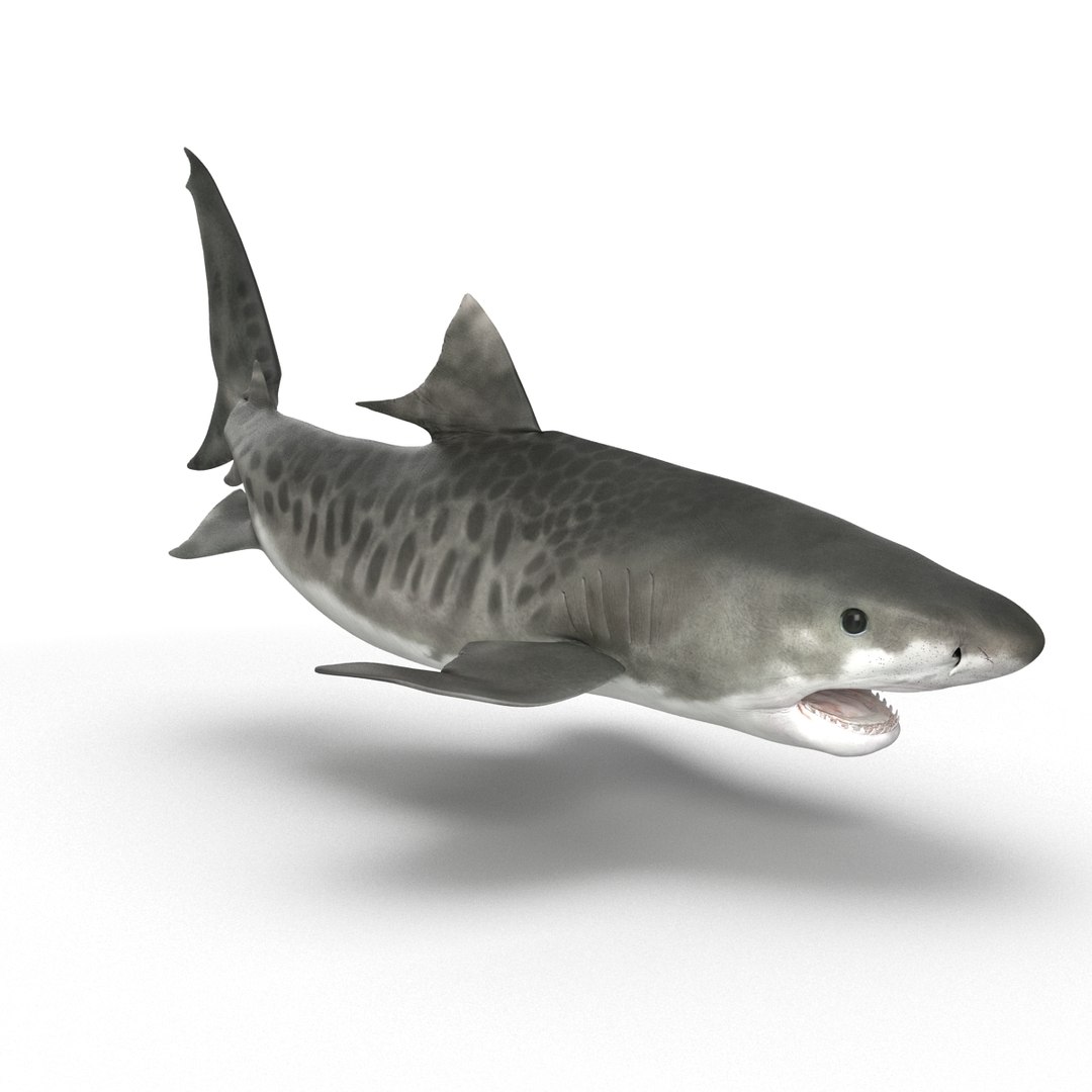 Tiger Shark Rigged Modo 3D Model - TurboSquid 1545526