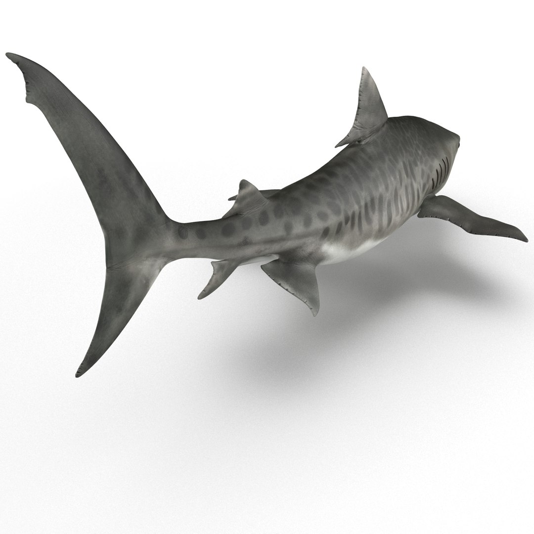 Tiger Shark Rigged Modo 3D Model - TurboSquid 1545526