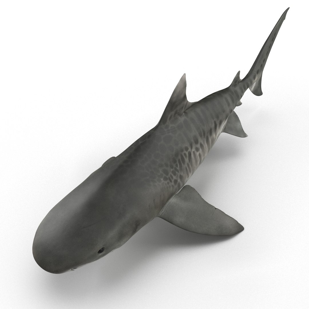 Tiger Shark Rigged Modo 3D Model - TurboSquid 1545526