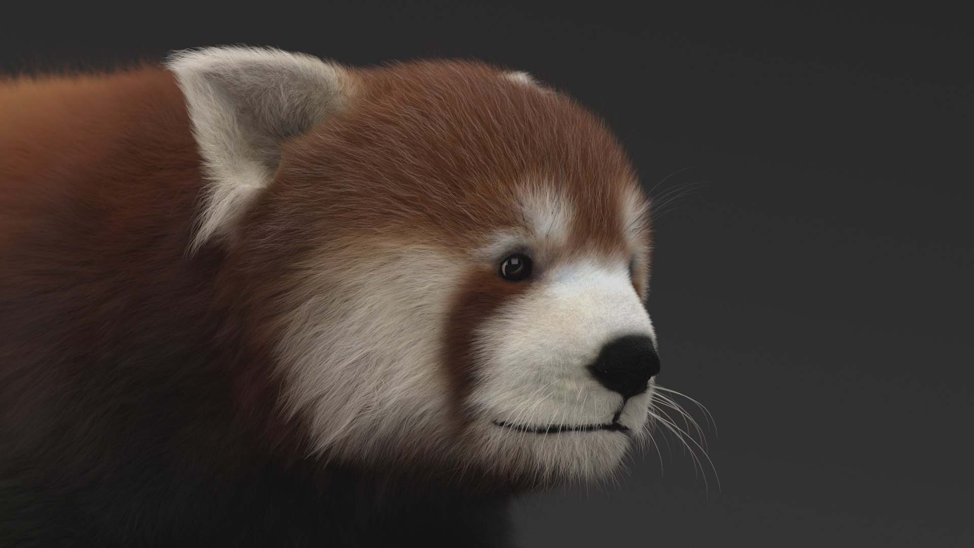 3D Red Panda Rigged - TurboSquid 1559425