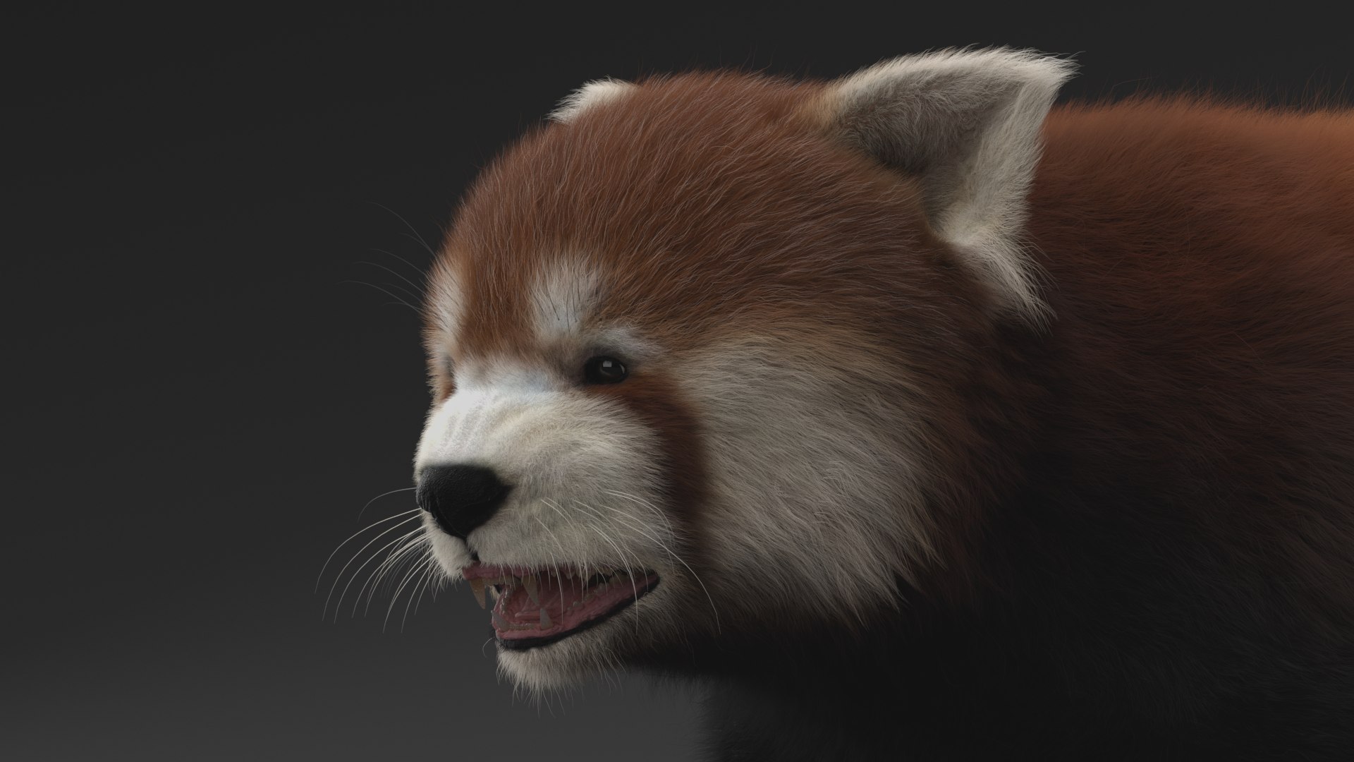 3D Red Panda Rigged - TurboSquid 1559425