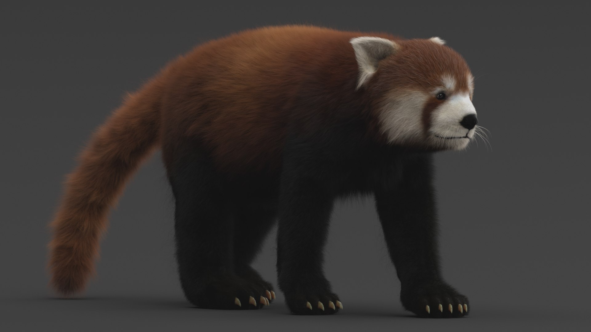 3D Red Panda Rigged - TurboSquid 1559425