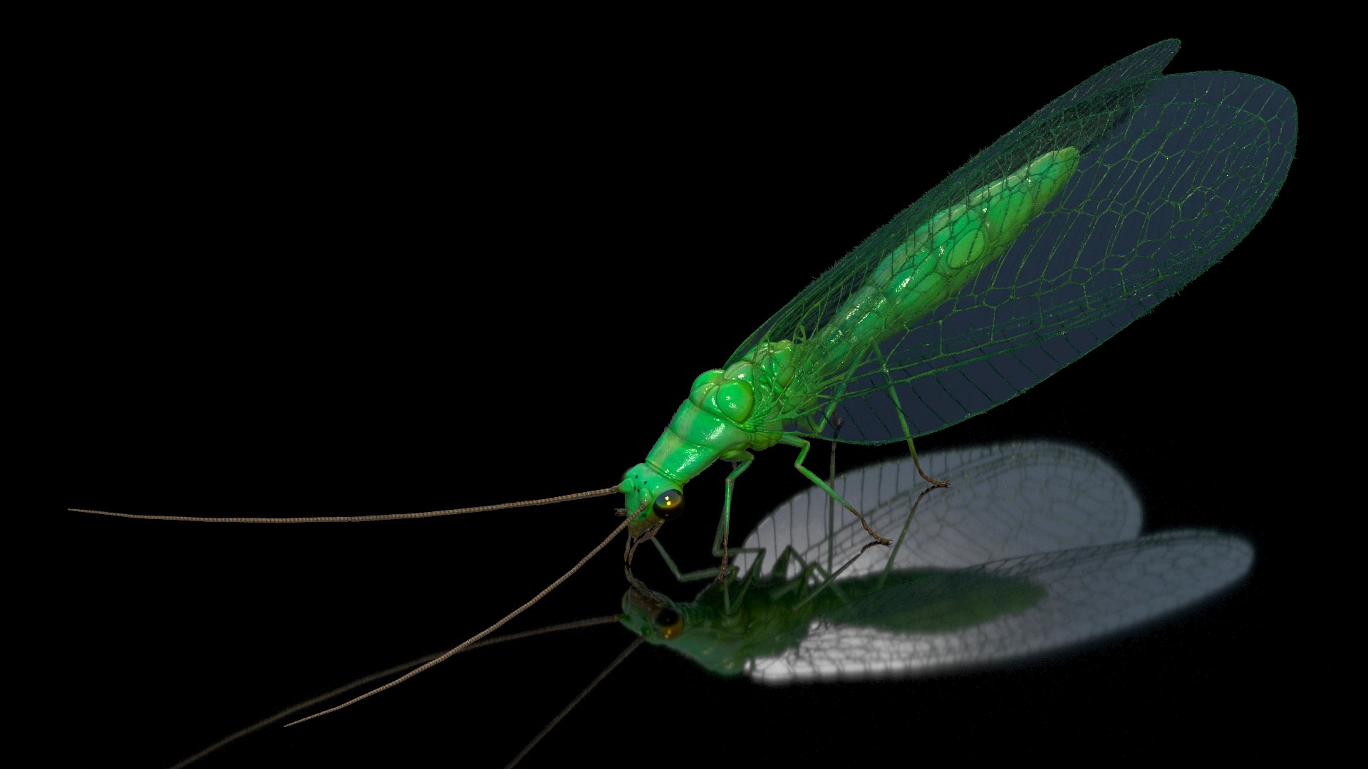3D Chrysopa Oculata Fur Model - TurboSquid 2167671