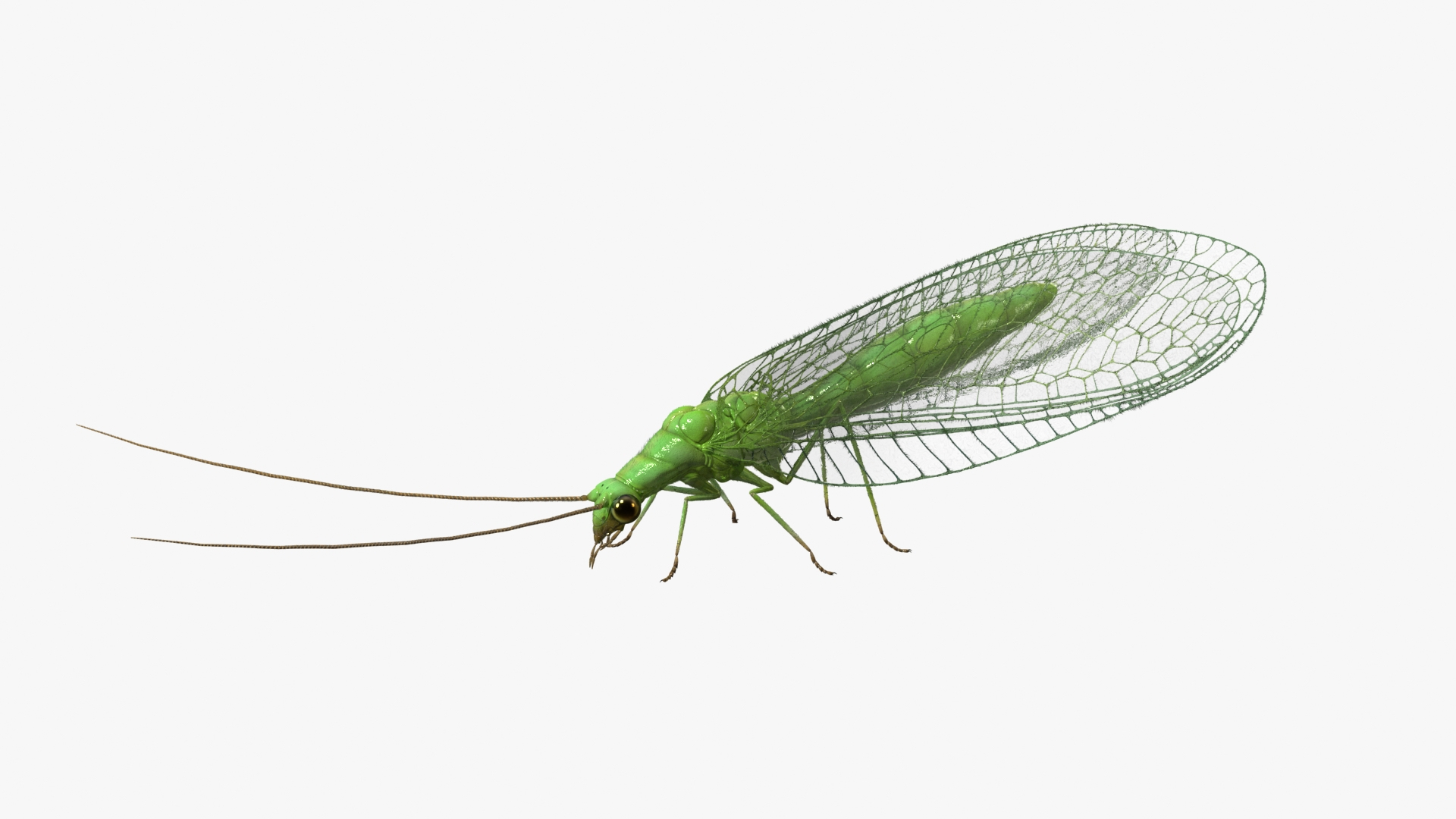 3D Chrysopa Oculata Fur Model - TurboSquid 2167671