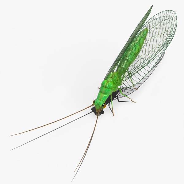Free 3D Fly Models | TurboSquid