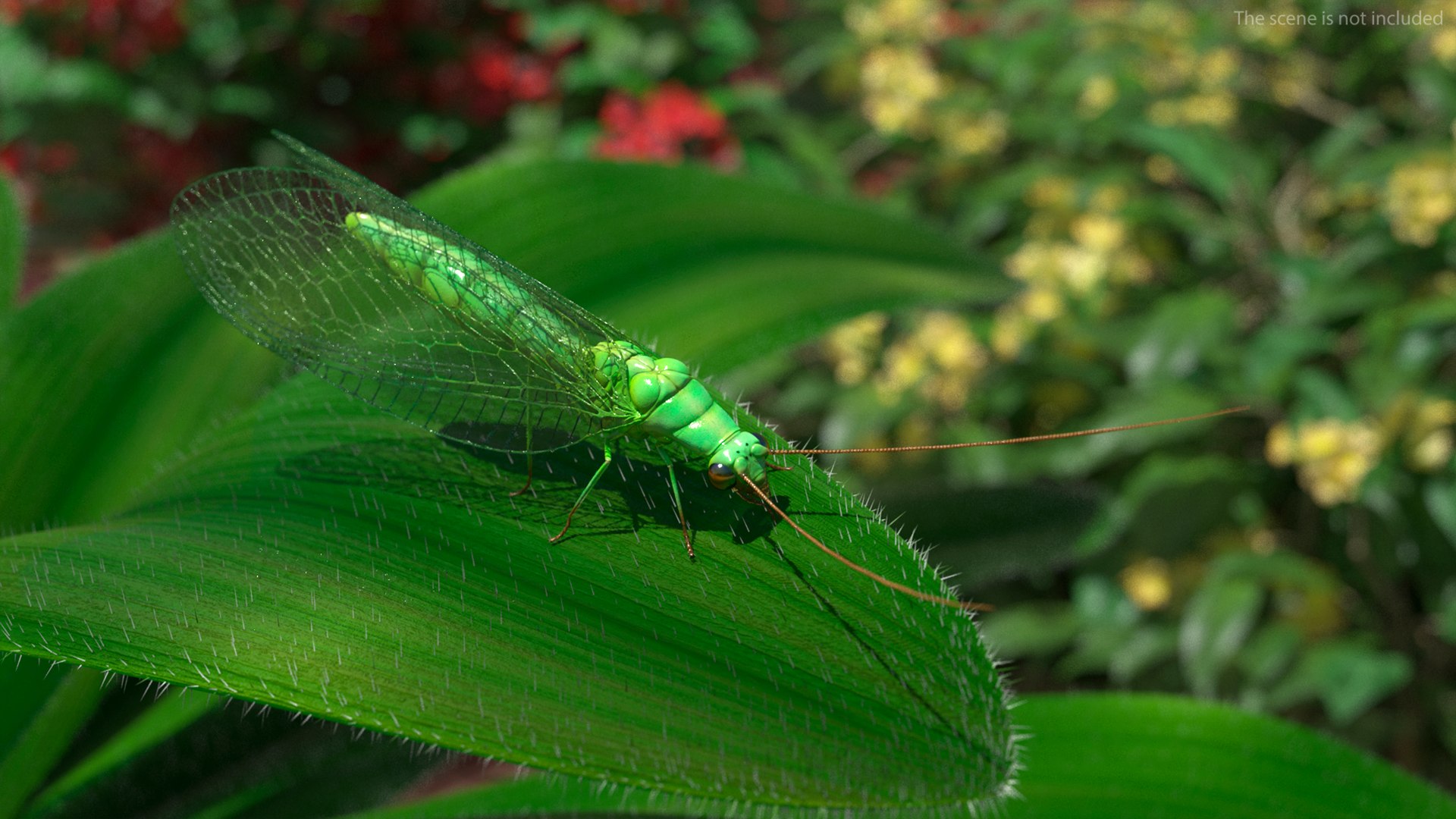 3D Chrysopa Oculata Fur Model - TurboSquid 2167671