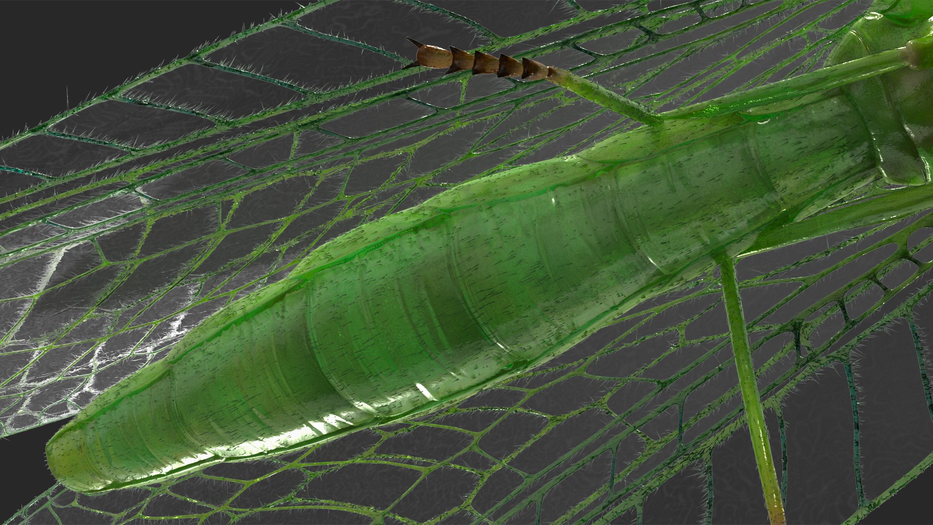 3D Chrysopa Oculata Fur Model - TurboSquid 2167671