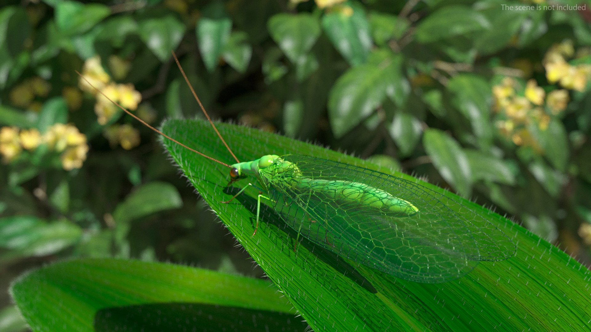 3D Chrysopa Oculata Fur Model - TurboSquid 2167671