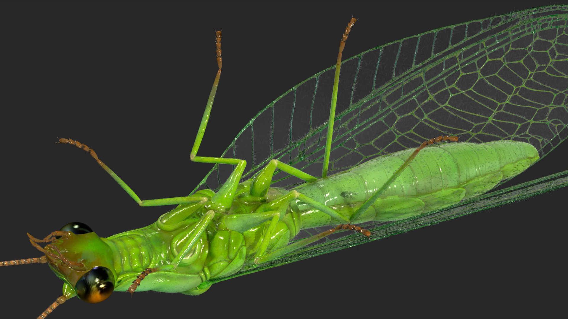 3D Chrysopa Oculata Fur Model - TurboSquid 2167671