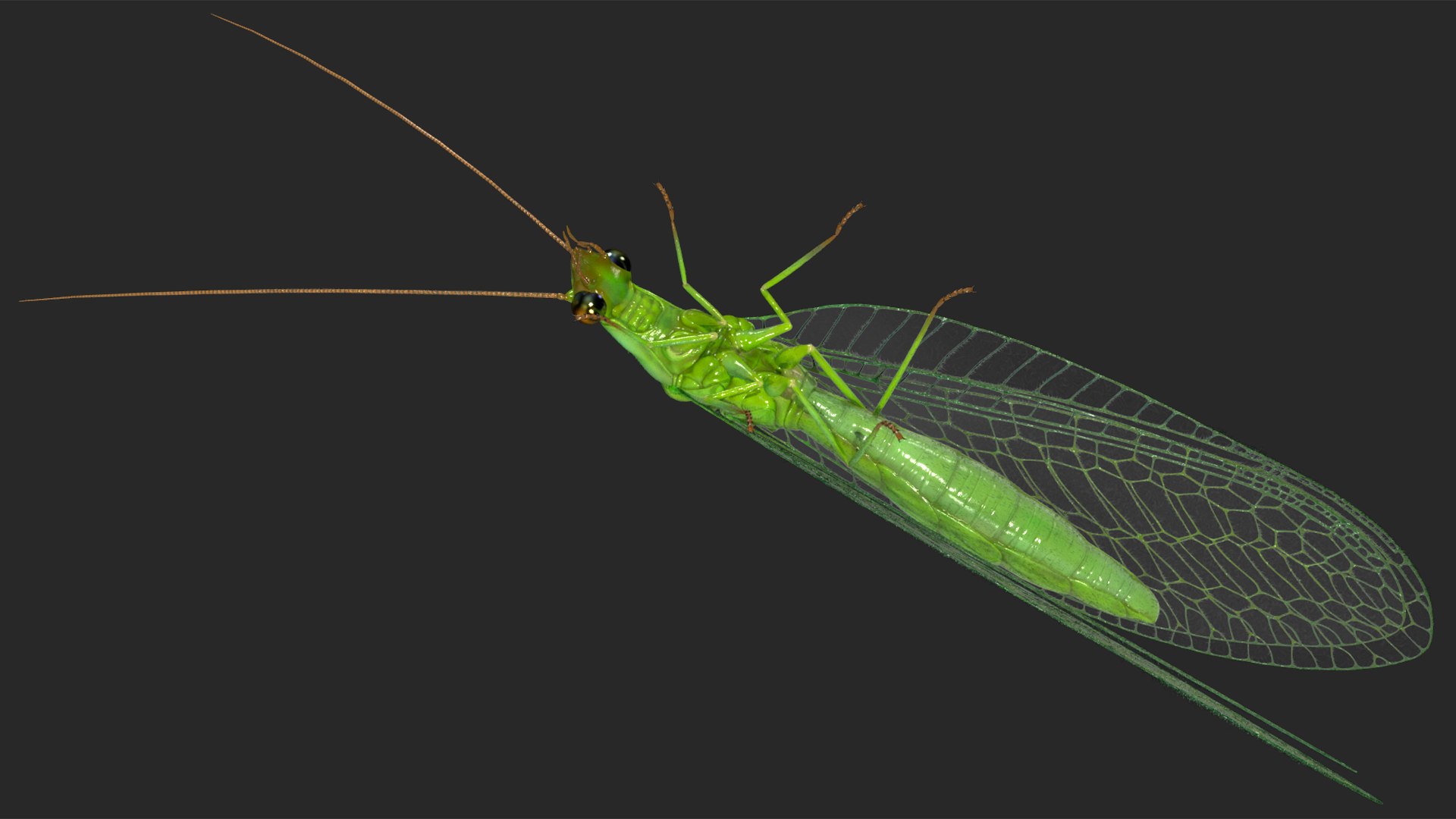 3D Chrysopa Oculata Fur Model - TurboSquid 2167671