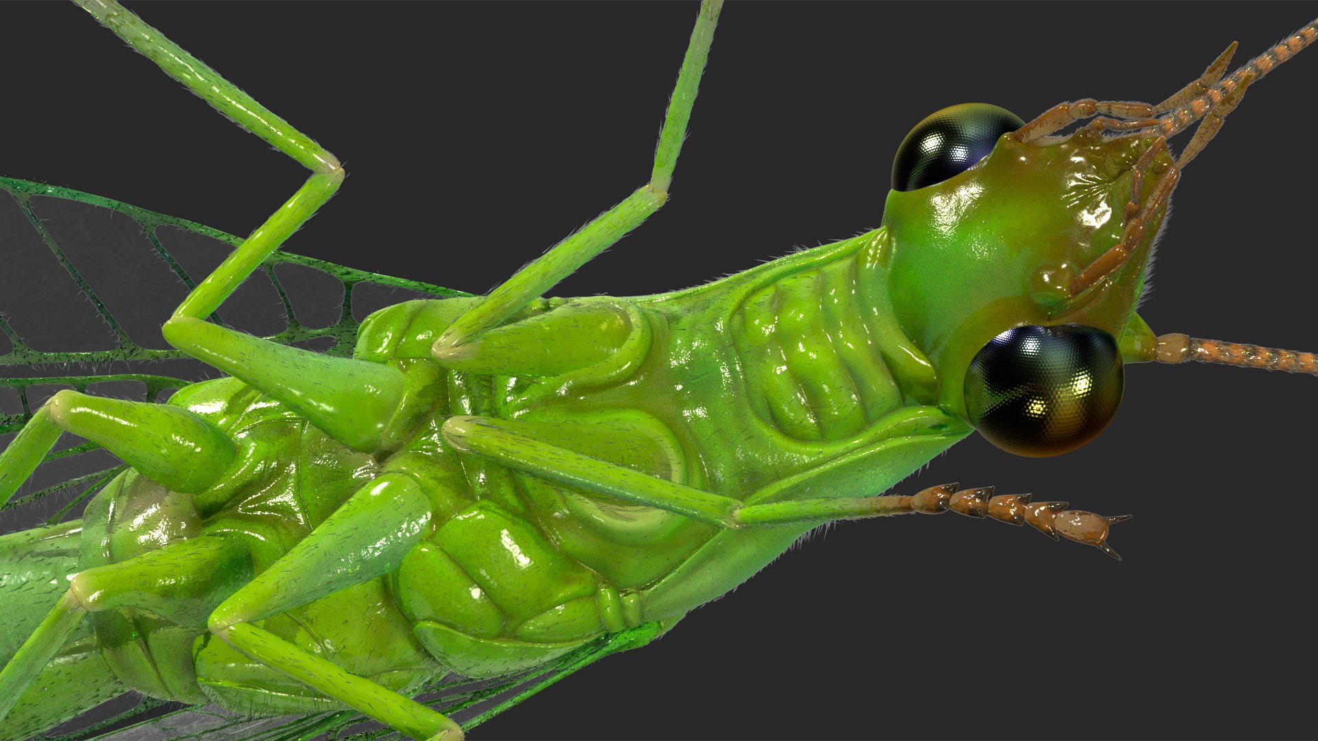 3D Chrysopa Oculata Fur Model - TurboSquid 2167671