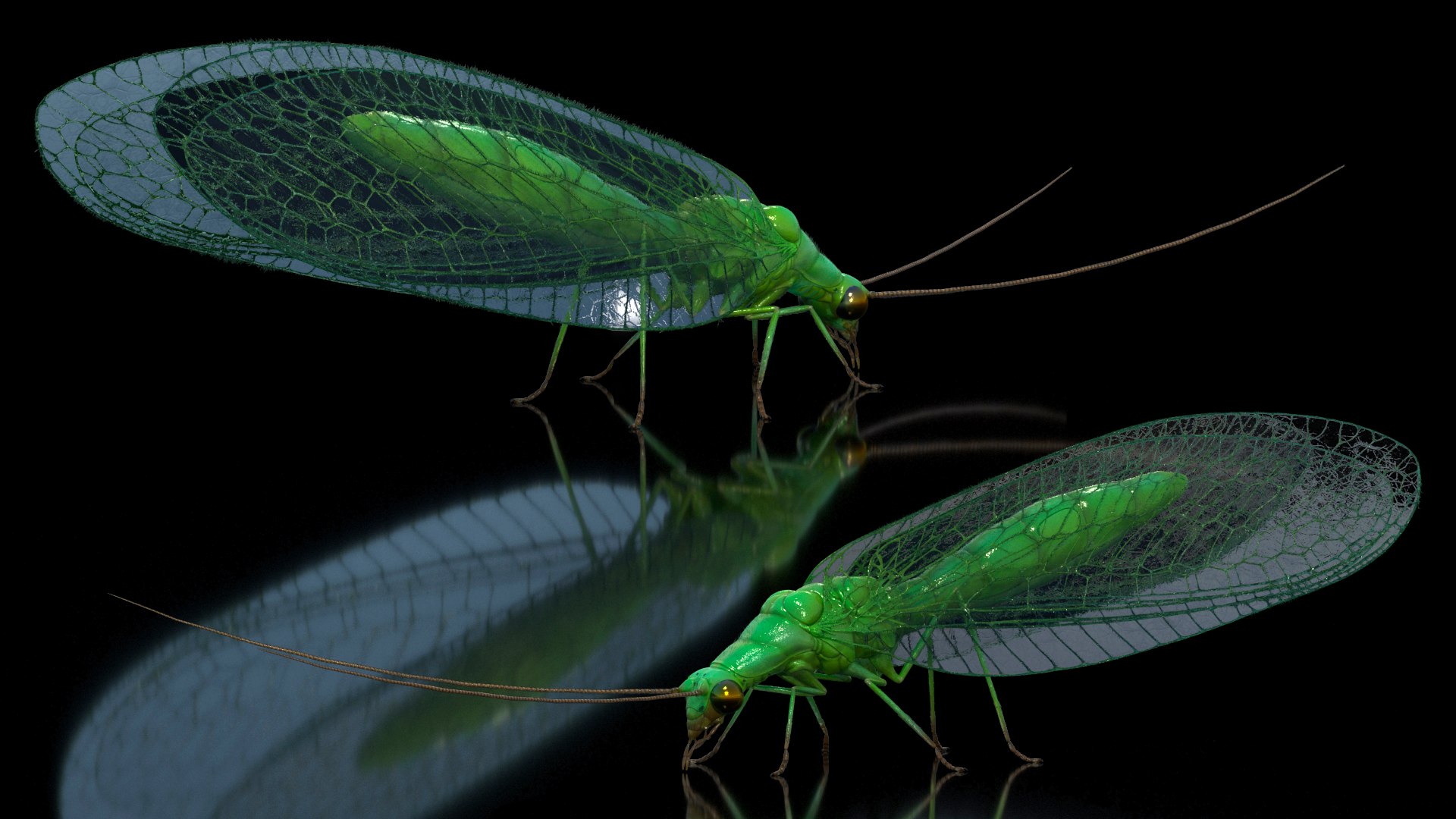 3D Chrysopa Oculata Fur Model - TurboSquid 2167671