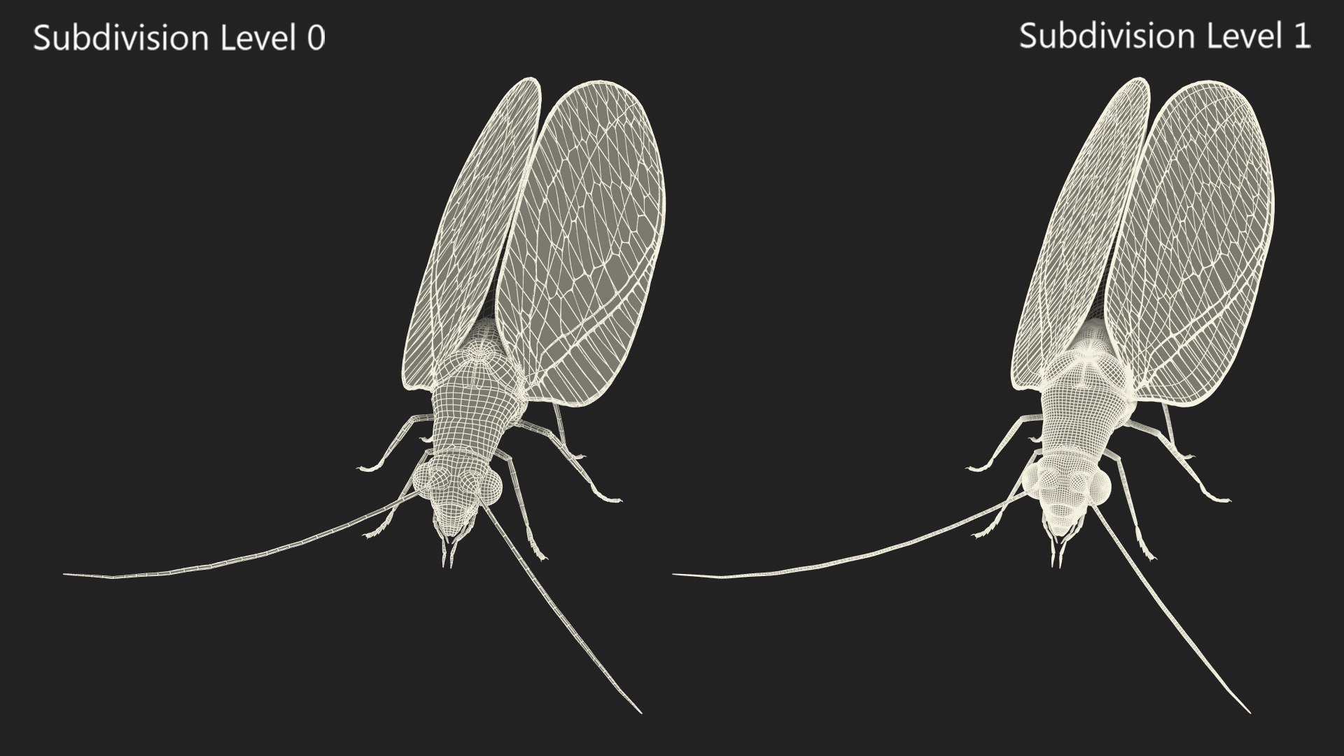 3D Chrysopa Oculata Fur Model - TurboSquid 2167671