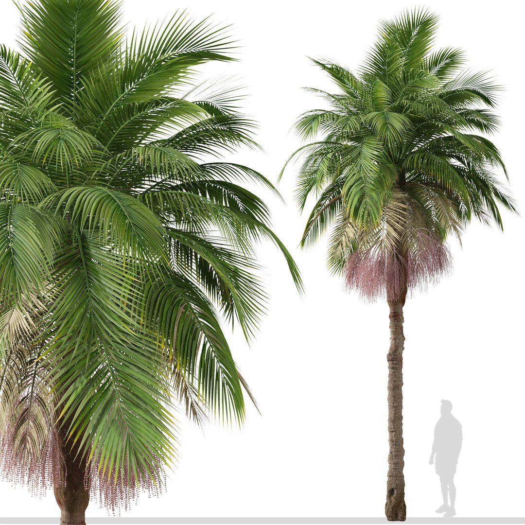 Set Of Bangalow Palm Or Archontophoenix Cunninghamiana Tree - 2 Trees ...