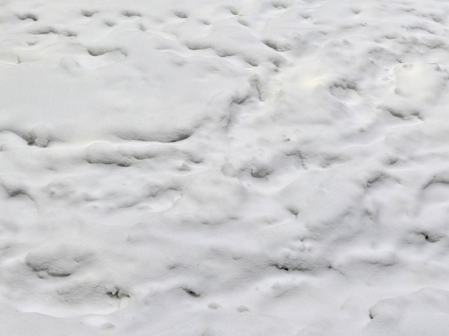 Snow Ground Forest Scan 3D Model - TurboSquid 1262898