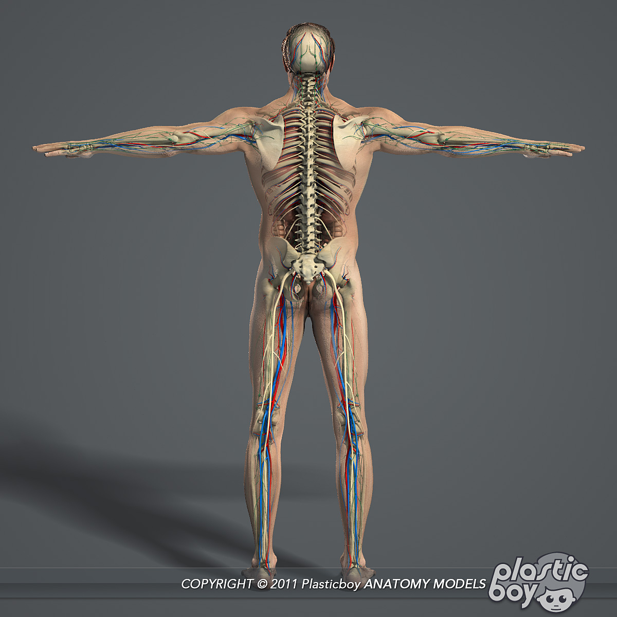 3d model of essential male anatomy circulatory