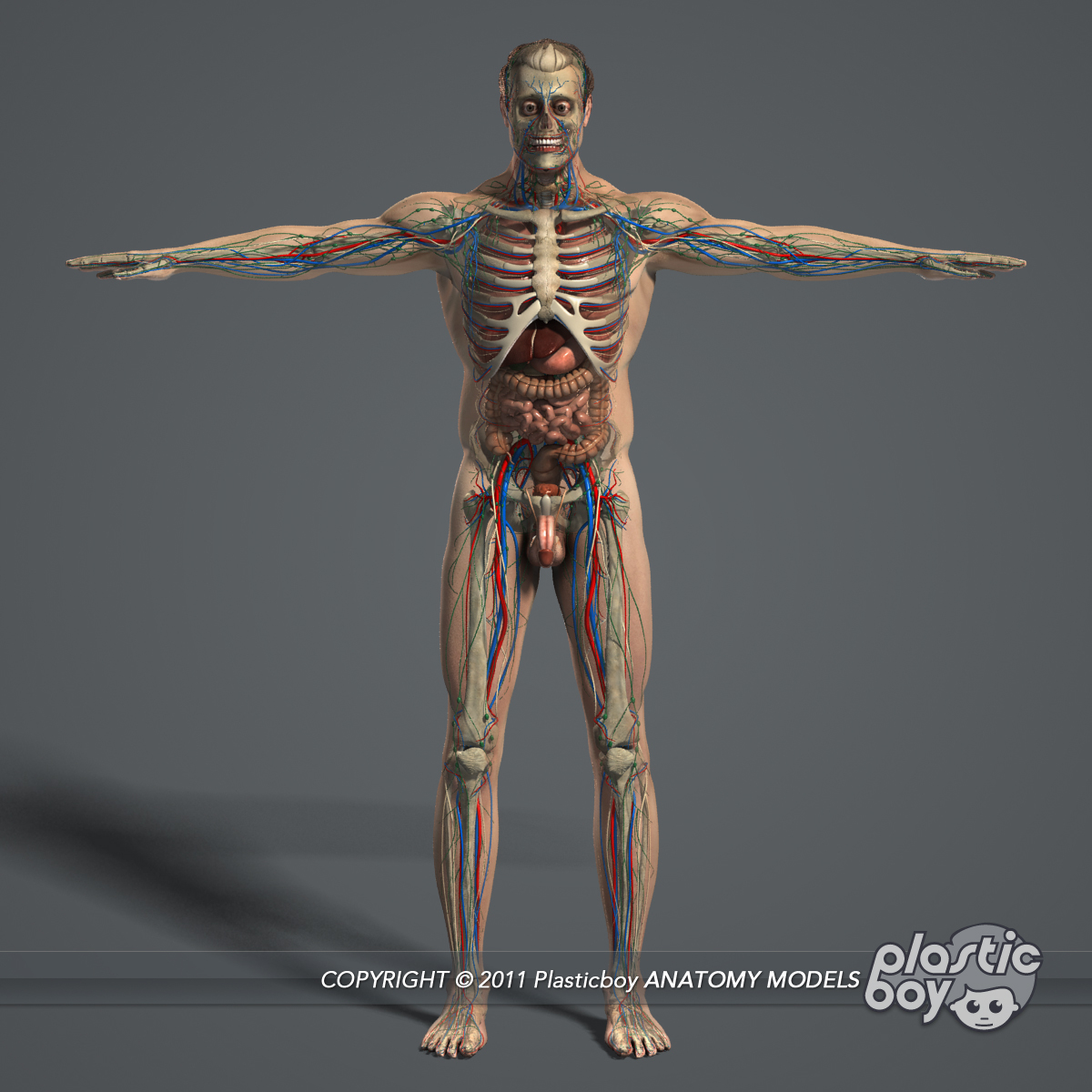 3d model of essential male anatomy circulatory