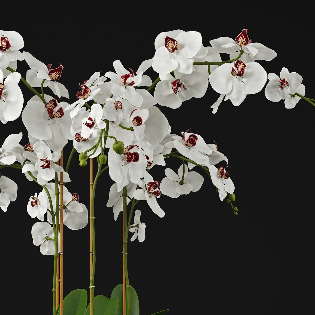 3D Orchid Model - TurboSquid 1232258