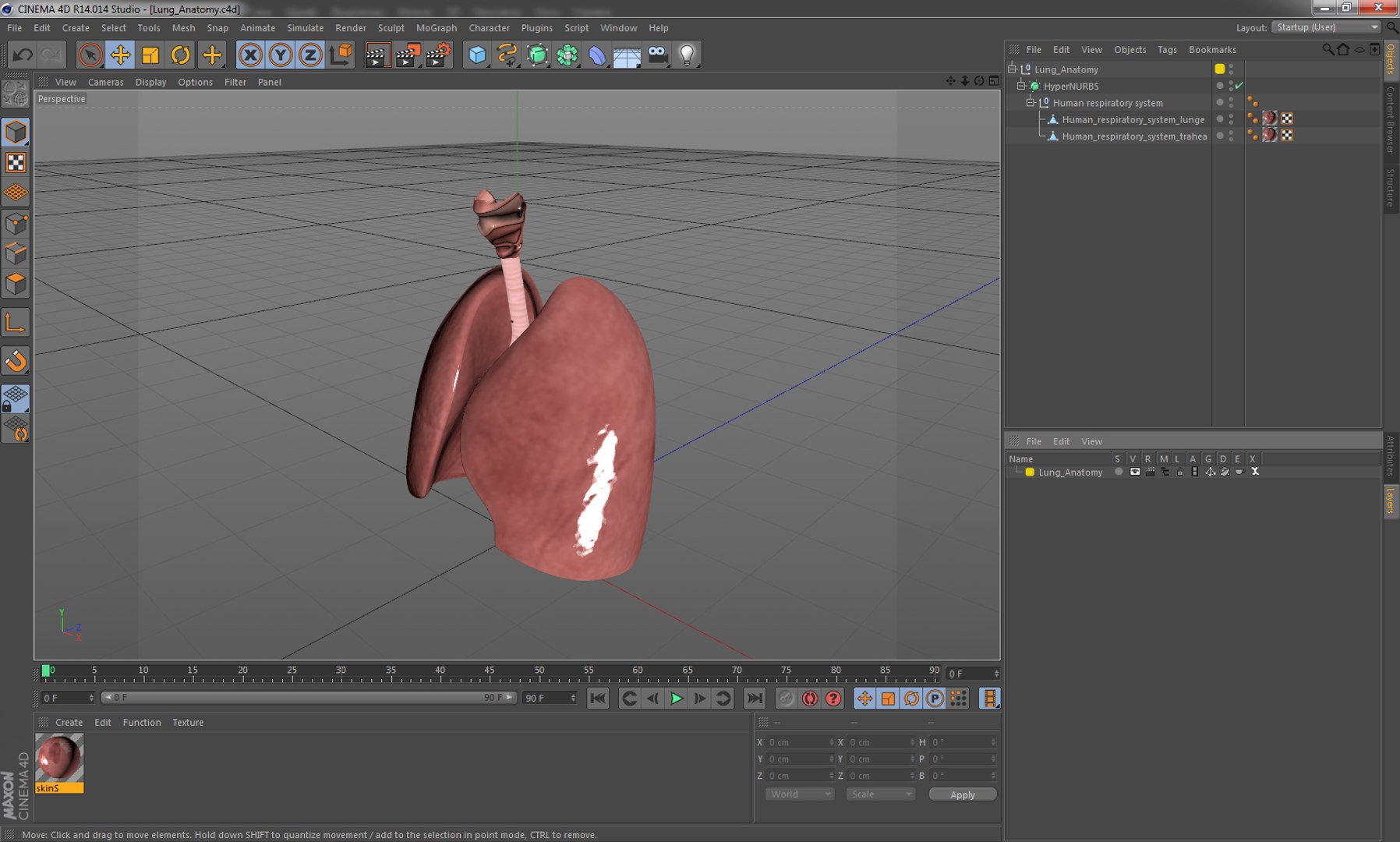 3D Model Lung Anatomy - TurboSquid 1214480