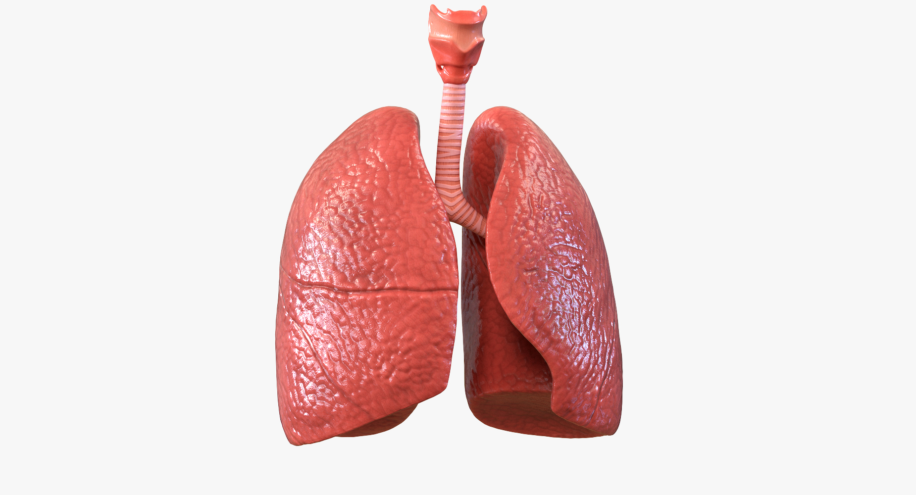 3D model lung anatomy - TurboSquid 1214480