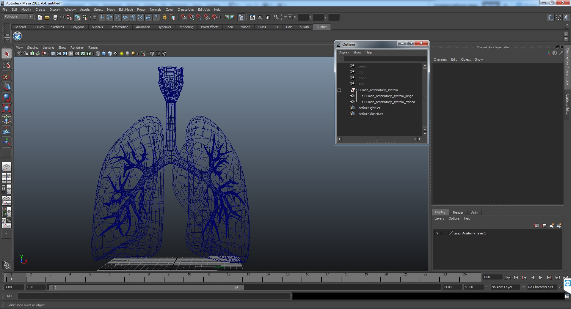 3D Model Lung Anatomy - TurboSquid 1214480
