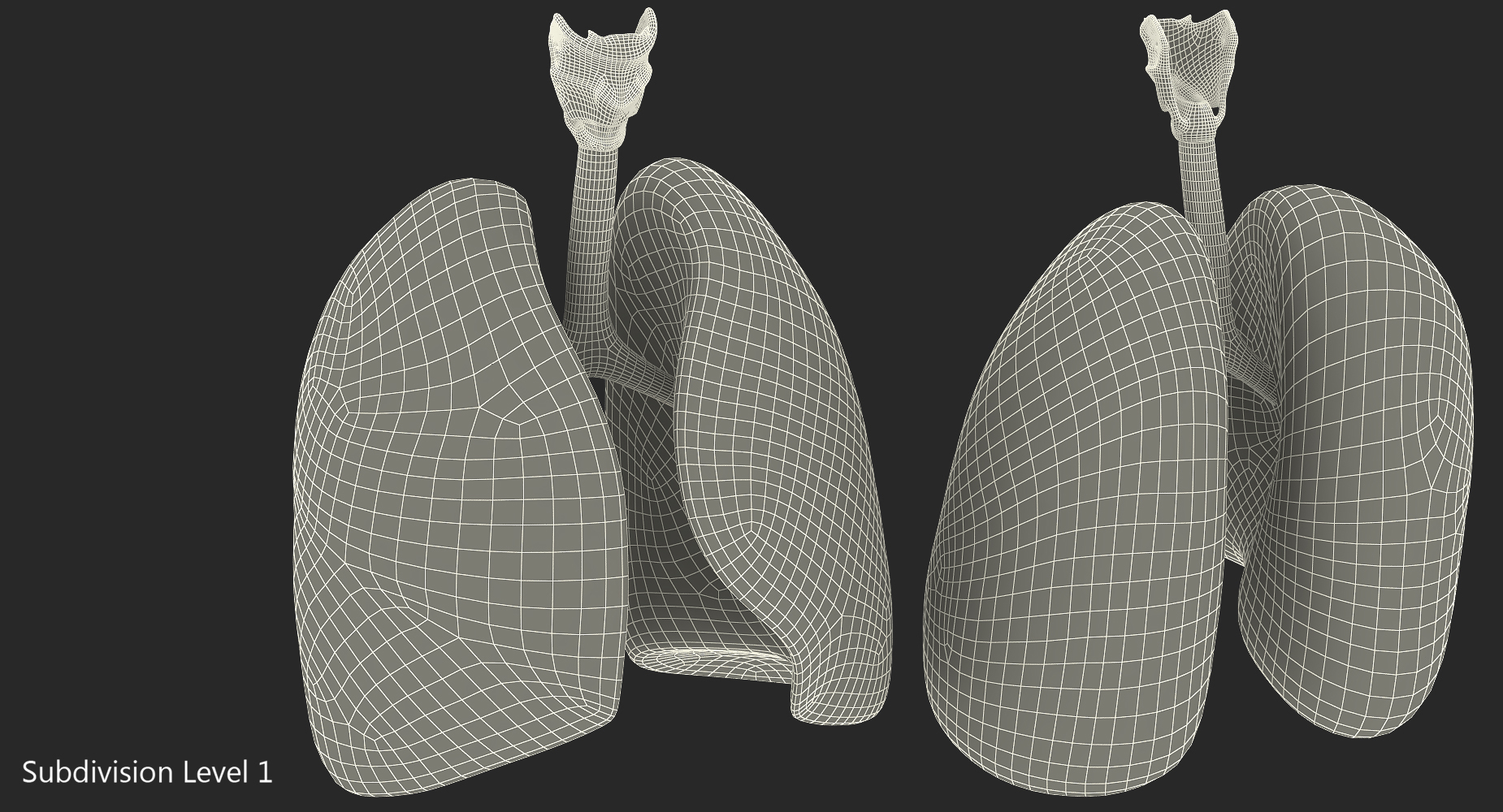 3D model lung anatomy - TurboSquid 1214480