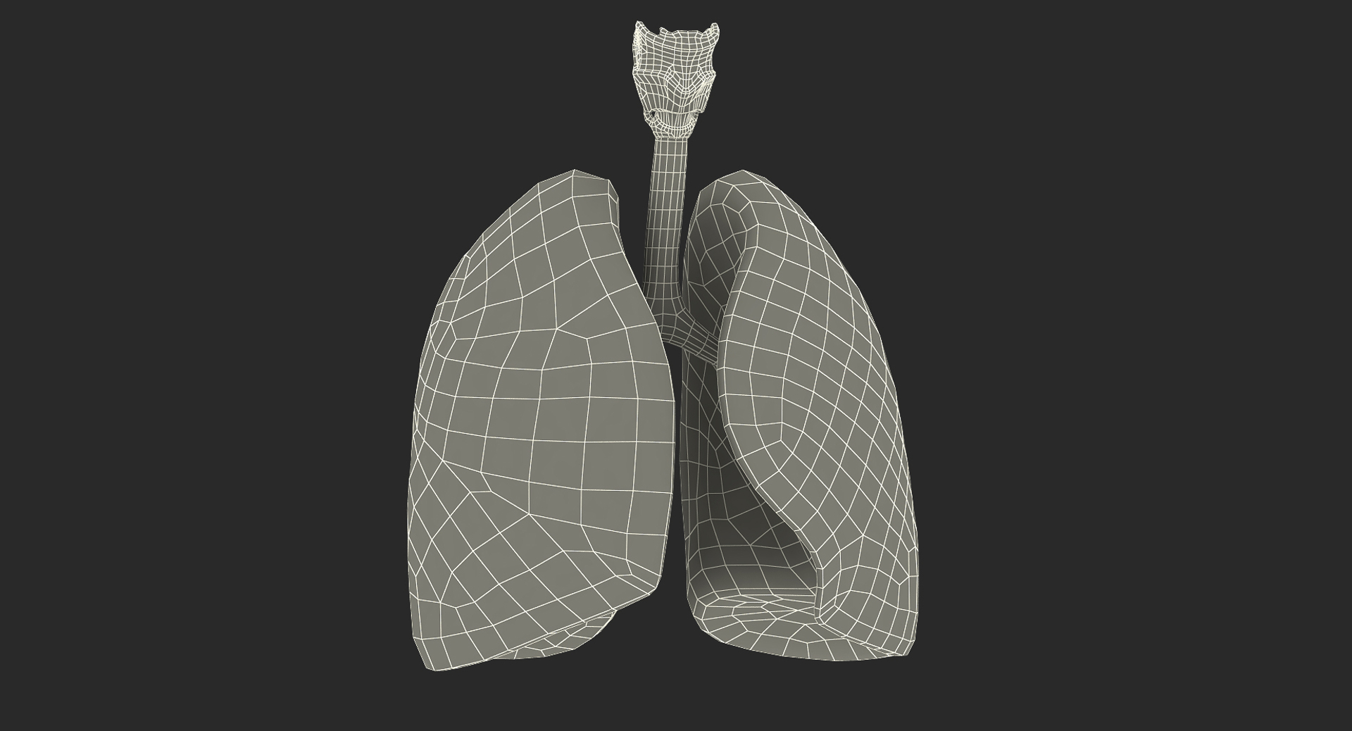 3D Model Lung Anatomy - TurboSquid 1214480