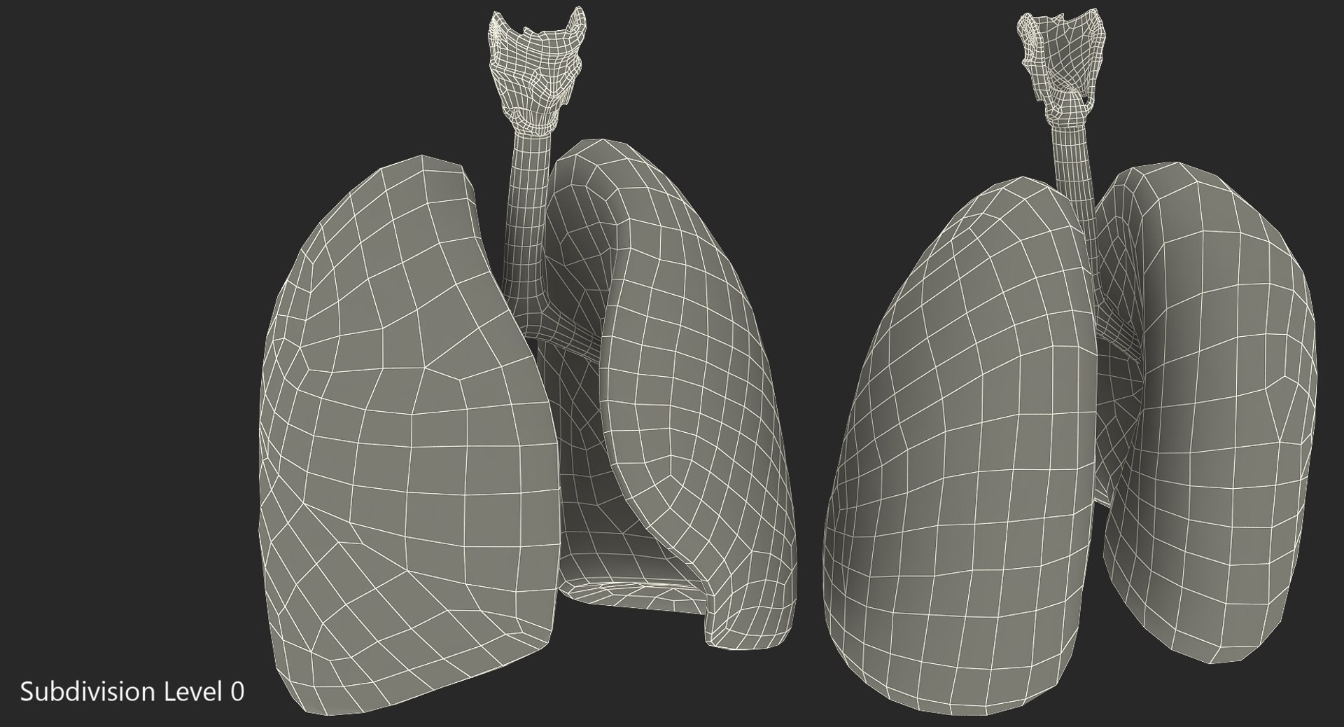 3D Model Lung Anatomy - TurboSquid 1214480