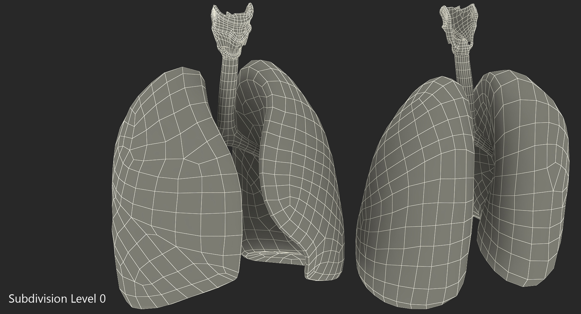 3D model lung anatomy - TurboSquid 1214480