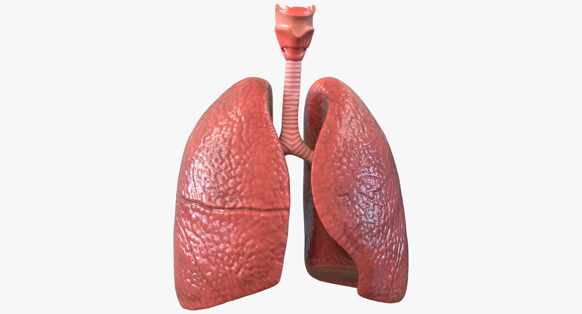 3D model lung anatomy - TurboSquid 1214480
