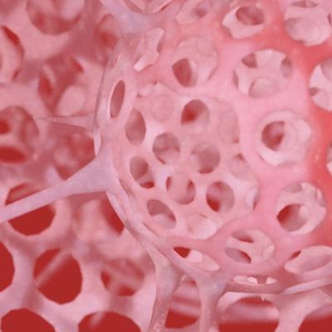 Radiolarians Organically Protist 3d Model