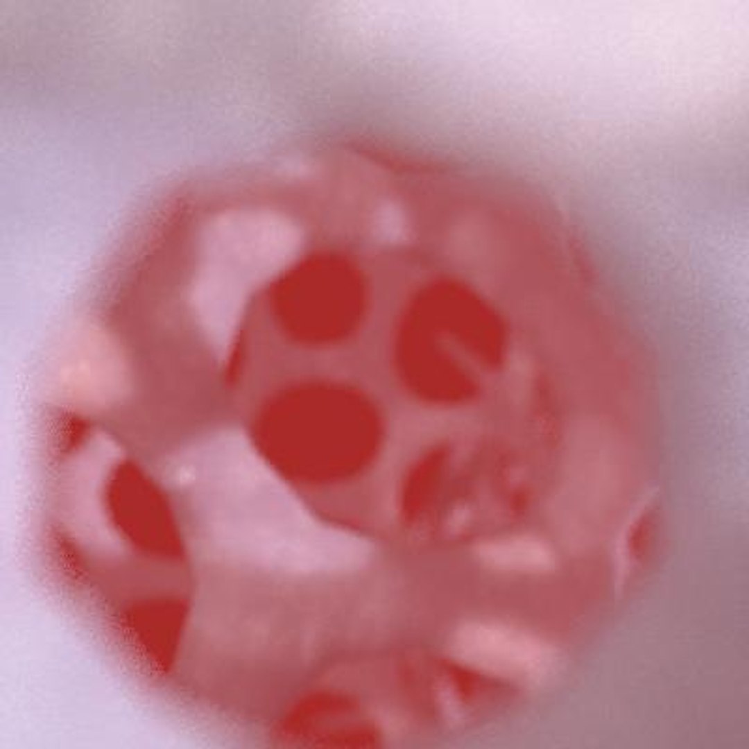 Radiolarians Organically Protist 3d Model