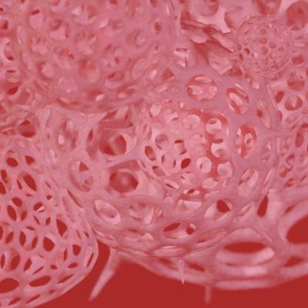 Radiolarians Organically Protist 3d Model