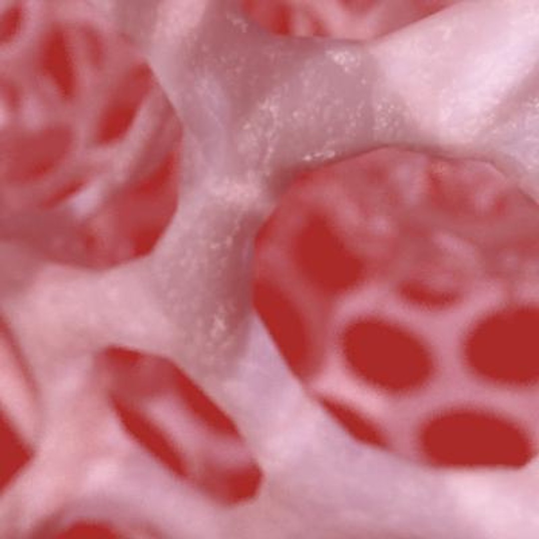 Radiolarians Organically Protist 3d Model