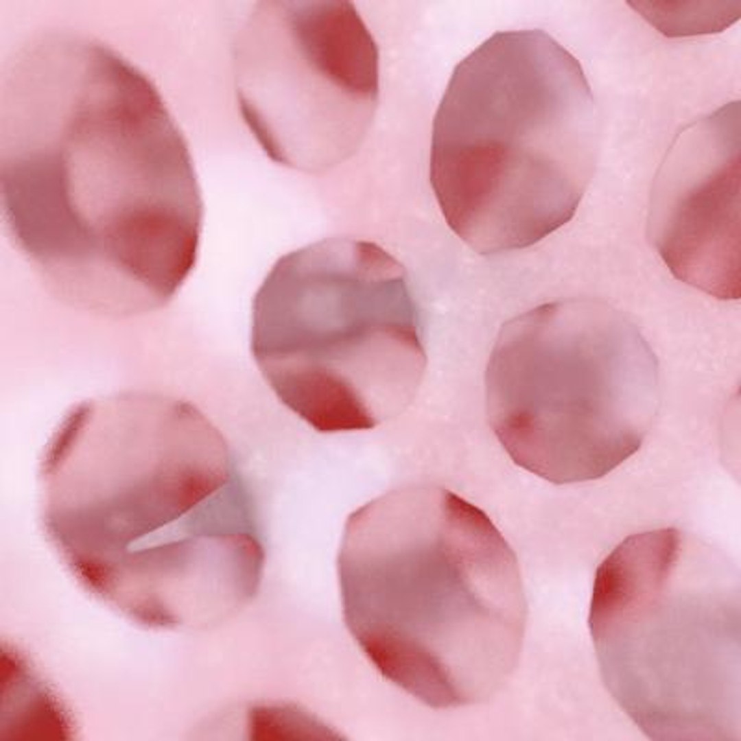 Radiolarians Organically Protist 3d Model