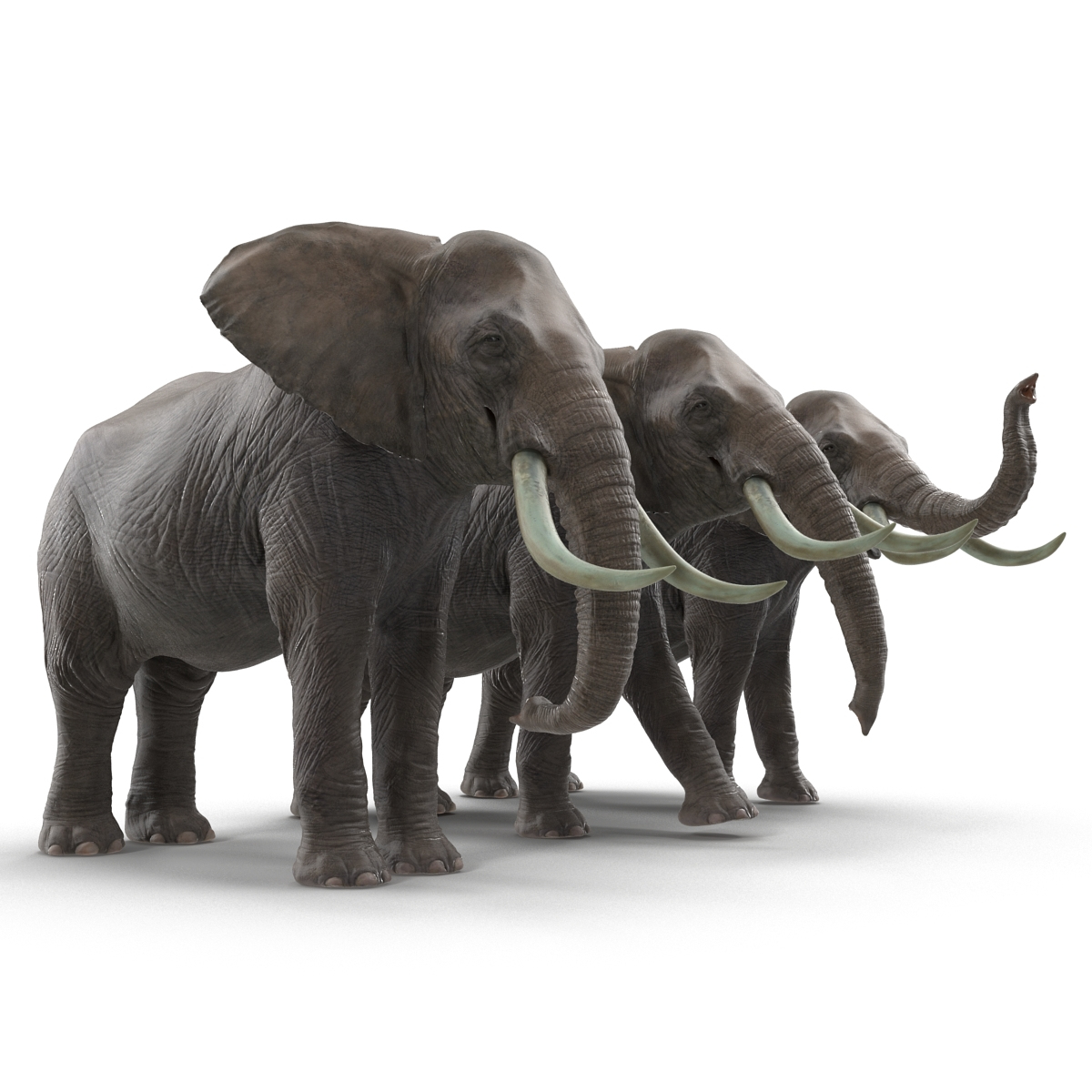 elephants set 3d model